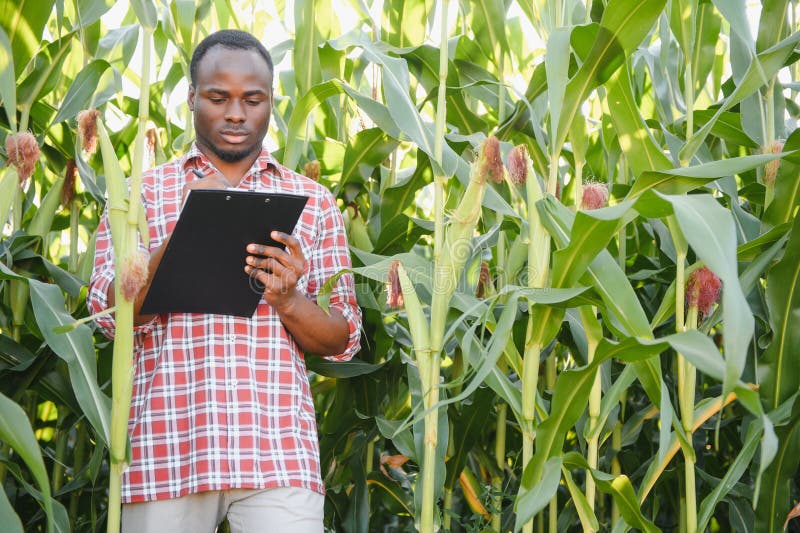 A Man Standing in a Field of Corn, on an Organic Farm. Stock Photo ...