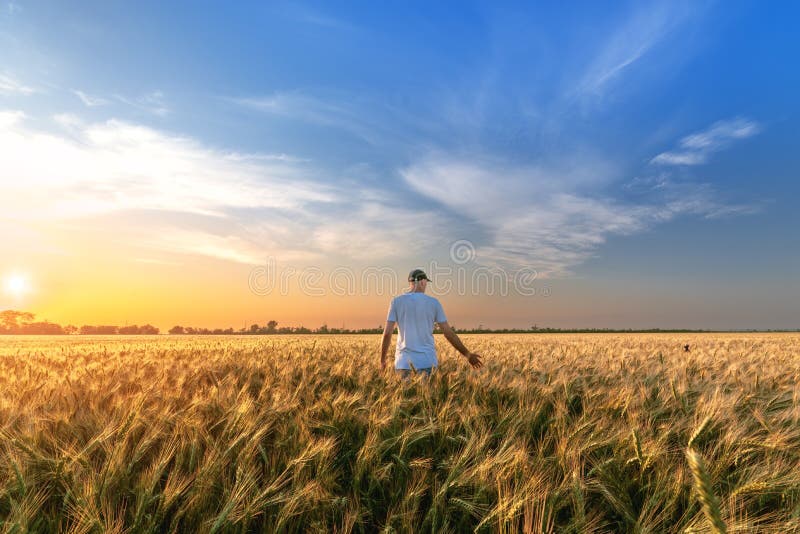 Man Standing on a Field of Wheat Stock Photo - Image of light, food ...