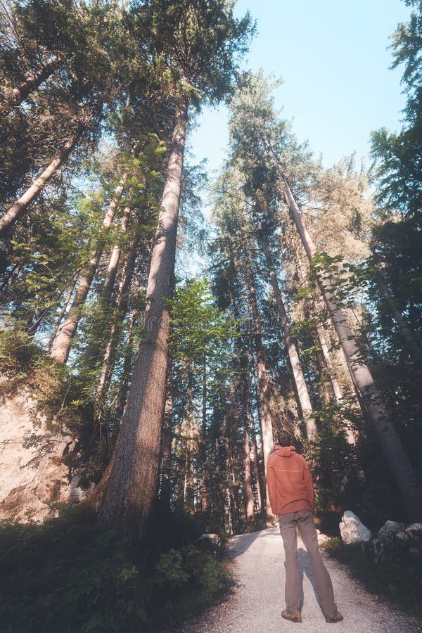 Man Standing at the Forest Path Stock Image - Image of mountain, hiking ...