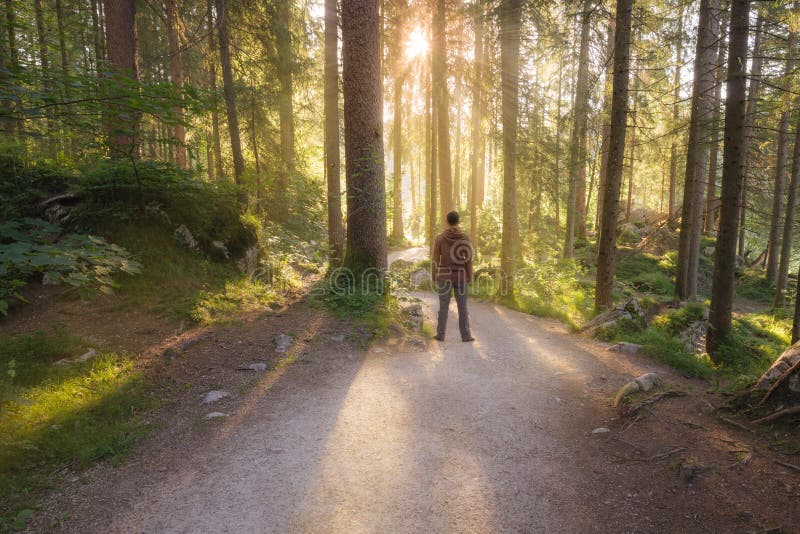 Man Standing at the Forest Path Stock Image - Image of hike, activity ...