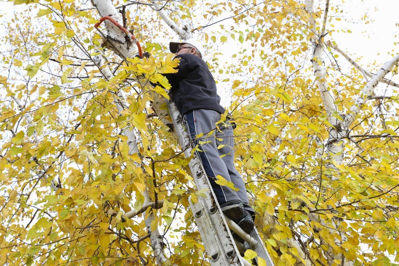 Man On Ladder Sawing Tree Branches Stock Photo - Image of holding, cuts ...