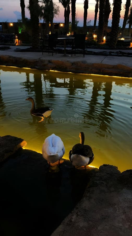 A Man Standing Next To Two Ducks in the Water at Night Stock Photo ...