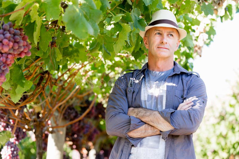 Man standing in vineyard stock image. Image of inspection - 69327315