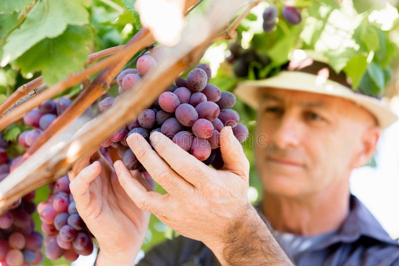 Man standing in vineyard stock image. Image of fertile - 78188001