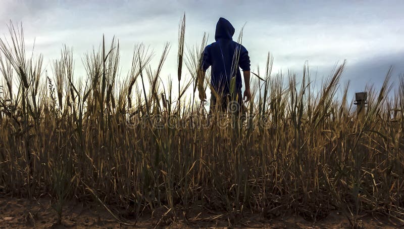 A Man Stands in a Rye Field Stock Image - Image of stands, nature ...
