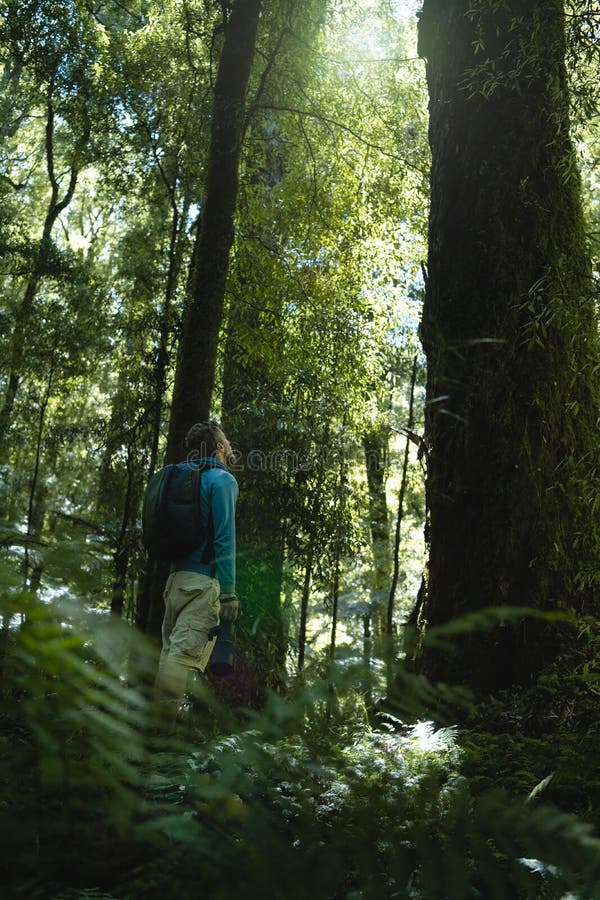 Man Staring at a Huge Tree with His Camera on Hand Stock Photo - Image ...