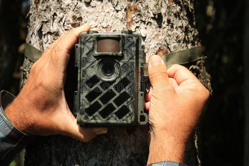 Man Straps Trail Camera Cam To Tree in the Woods Stock Photo - Image of ...
