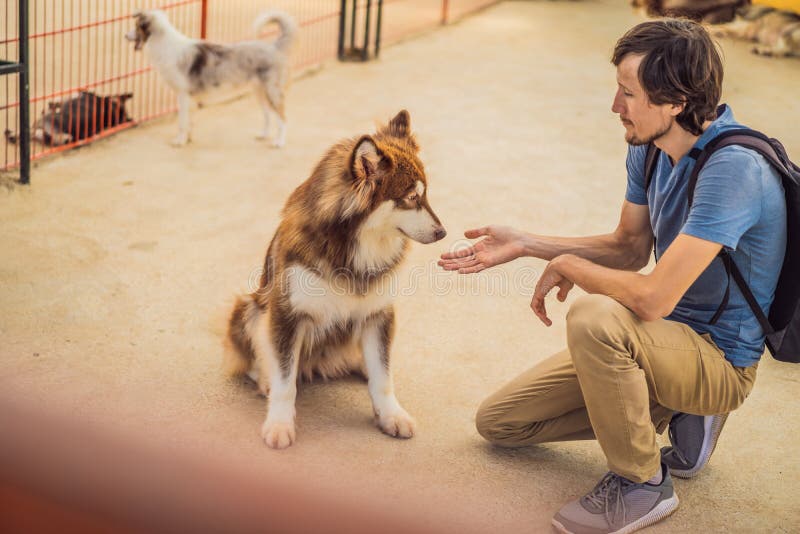 A Man Stroking a Dog. Animal Protection Concept Stock Image - Image of ...