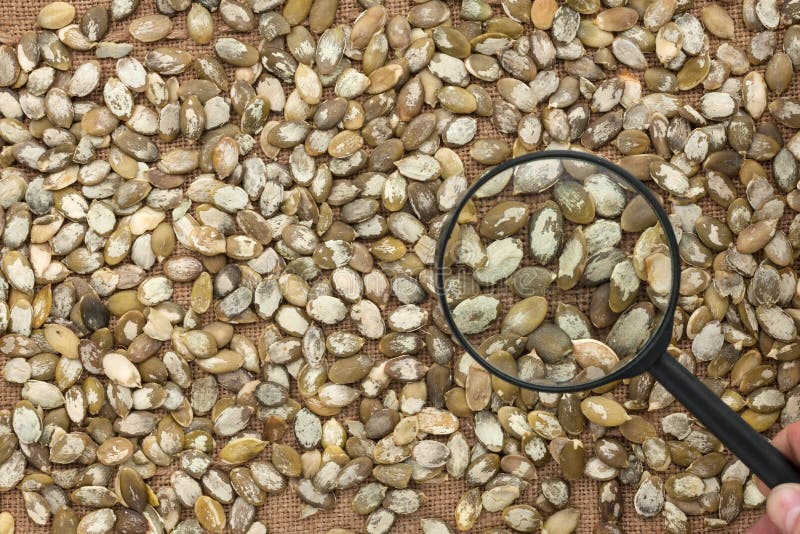Man Studies the Pumpkin Seeds through a Magnifying Glass Stock Image ...