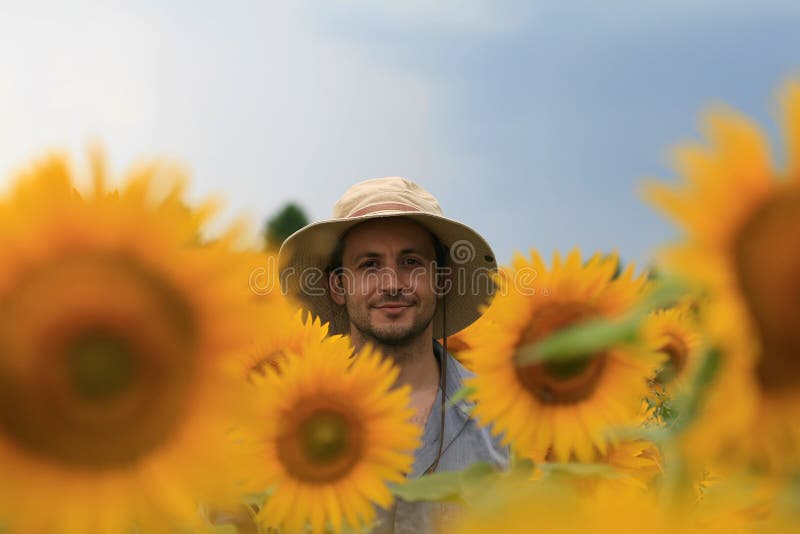 Man in sunflower field stock image. Image of farmland - 12998563