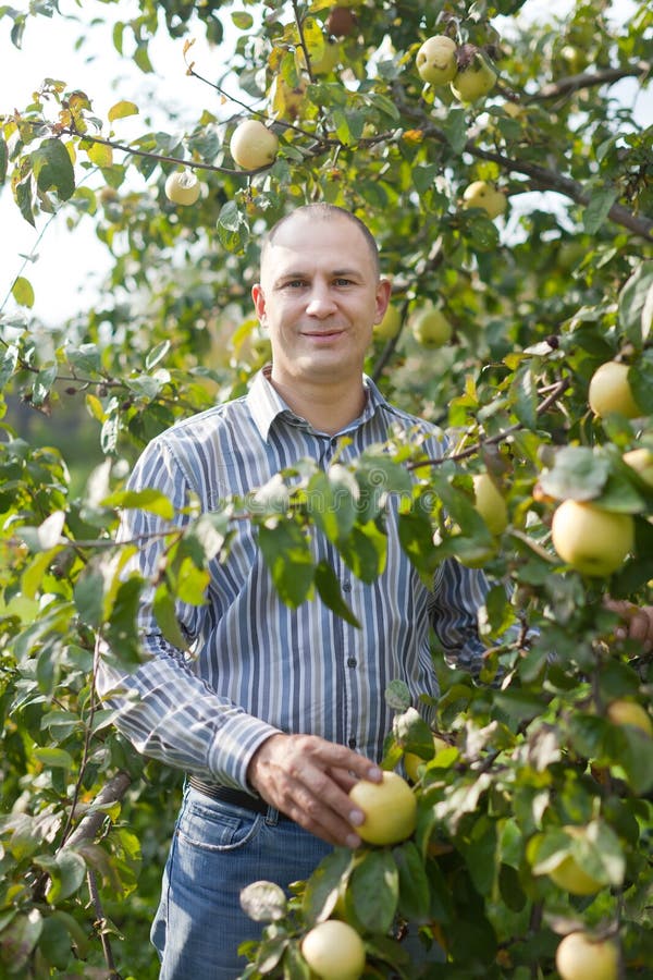 Man Surrounded by Apple Trees Stock Photo - Image of activity, person ...