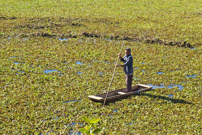 Man in swamp editorial stock photo. Image of move, farming - 28508663