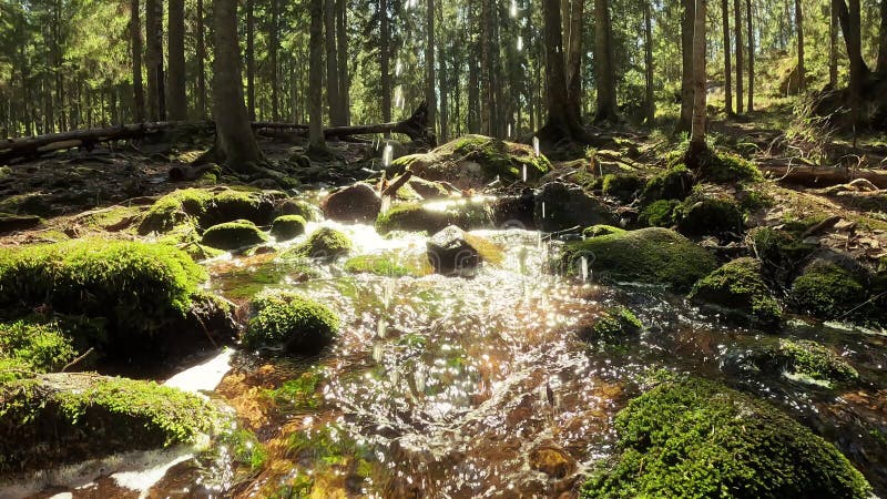 Man Taking Clear Drinking Water from a Stream in Forest. Stock Video ...