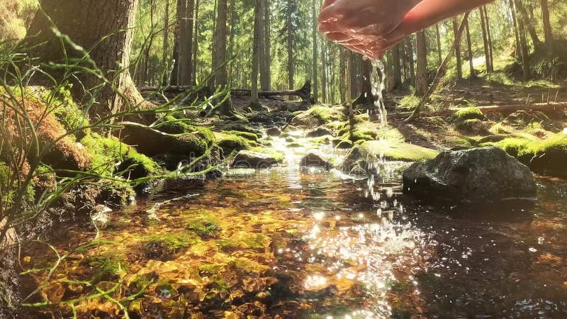 Man Taking Clear Drinking Water from a Stream in Forest. Stock Footage ...