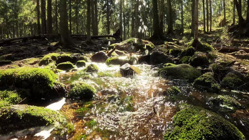 Man Taking Clear Drinking Water from a Stream in Forest. Stock Footage ...