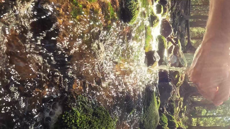 Man Taking Clear Drinking Water from a Stream in Forest. Stock Video ...