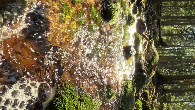 Man Taking Clear Drinking Water from a Stream in Forest. Stock Video ...