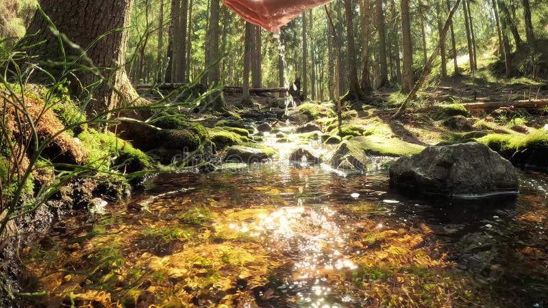Man Taking Clear Drinking Water from a Stream in Forest. Stock Video ...
