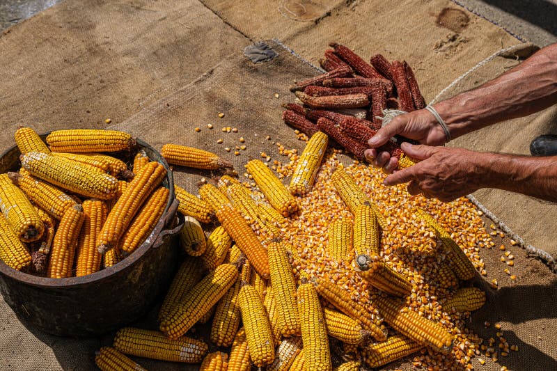 A Man Taking Corn Off the Cob with an Old Tool Stock Photo - Image of ...