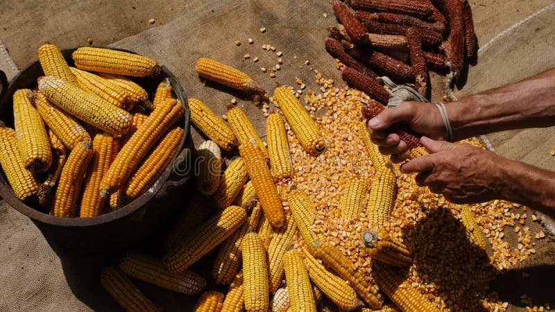 A Man Taking Corn Off the Cob with an Old Tool Stock Footage - Video of ...