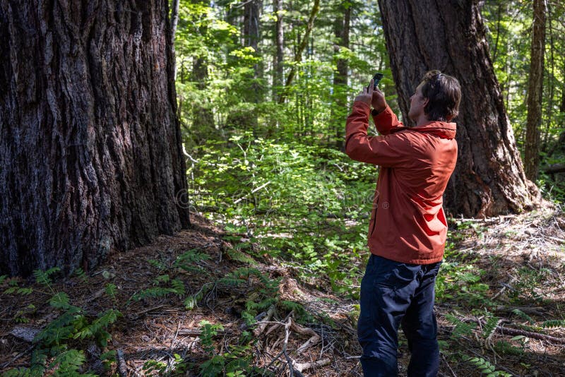 A Man is Taking a Picture of a Large Tree with a Camera Phone Stock ...