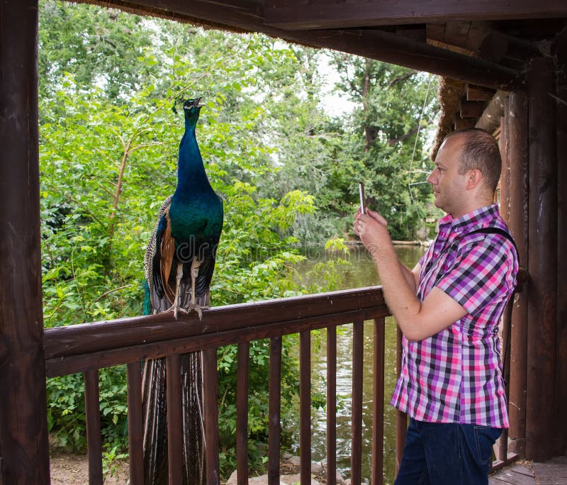 Man Taking Picture Of Peacock In The Zoo Stock Photo - Image of bright ...