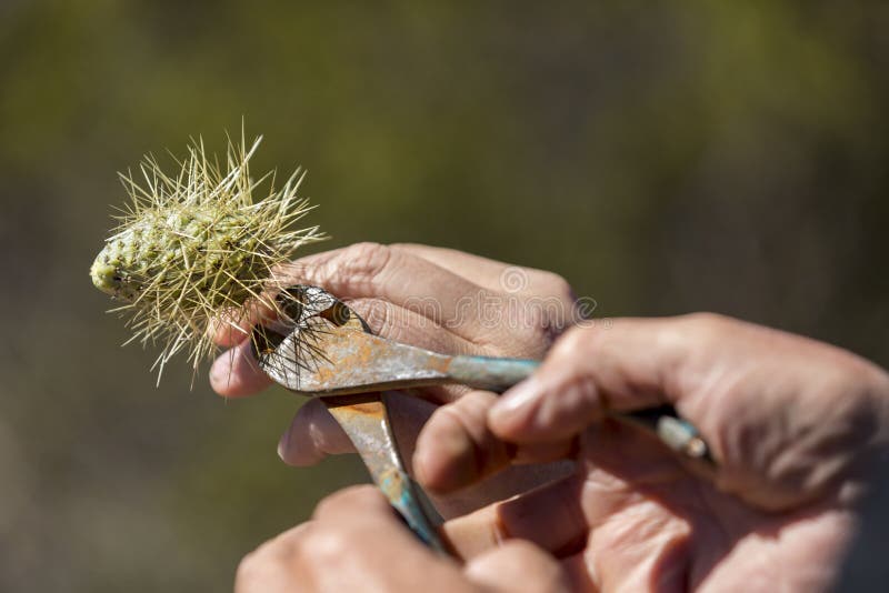 Man with Teddy Bear Cholla Cactus Stuck in Hand Friend Helps Remove ...