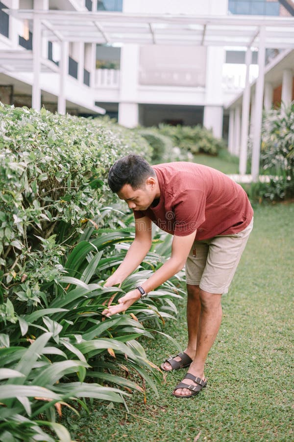 Man Tending Lush Greenery in a Serene Garden Setting with Architectural ...