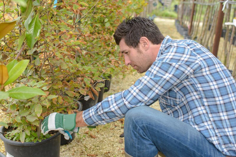 Worker tending the garden stock photo. Image of mulch - 116226664