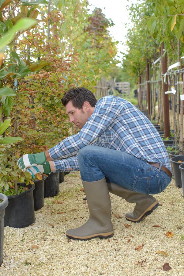 Man Tending Trees in Nursery Stock Image - Image of trees, botany ...