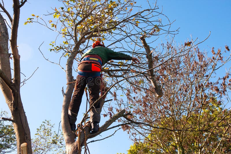 Man throwing sawn log stock image. Image of shadows - 140289267