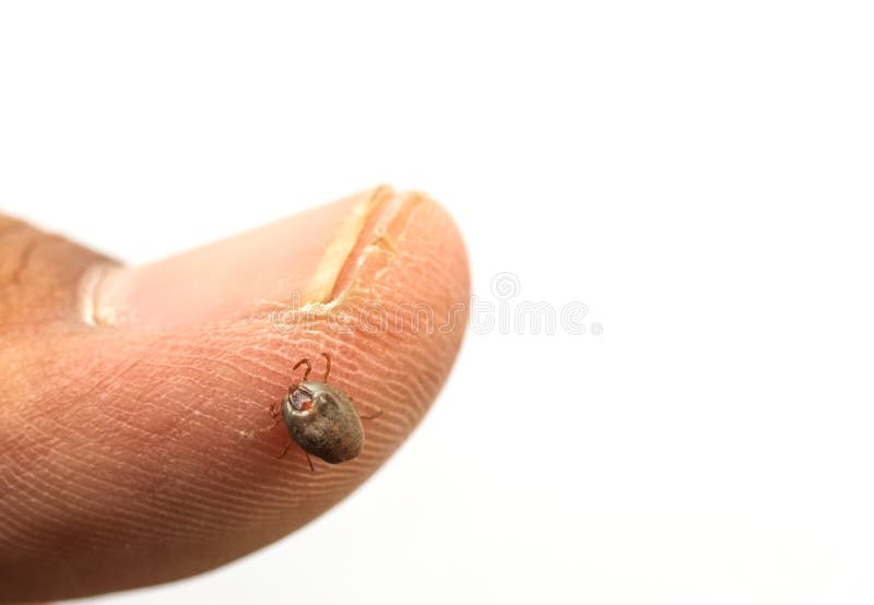 Ticks on Man stock photo. Image of wood, tick, white - 55728126