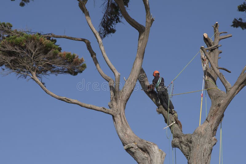 A Man Tied with a Rope Cuts the Branches of a Tree High Up Stock Photo ...