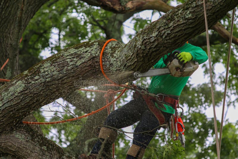 Man Tied To a Tree while Cutting the Tree Down Stock Photo - Image of ...