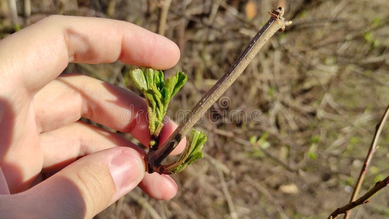 Man Touch First Young Spring Foliage on a Tree. First Spring Leaves ...