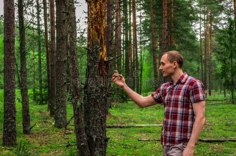 A Man Touches a Drying Tree in a Park Stock Photo - Image of moss, save ...