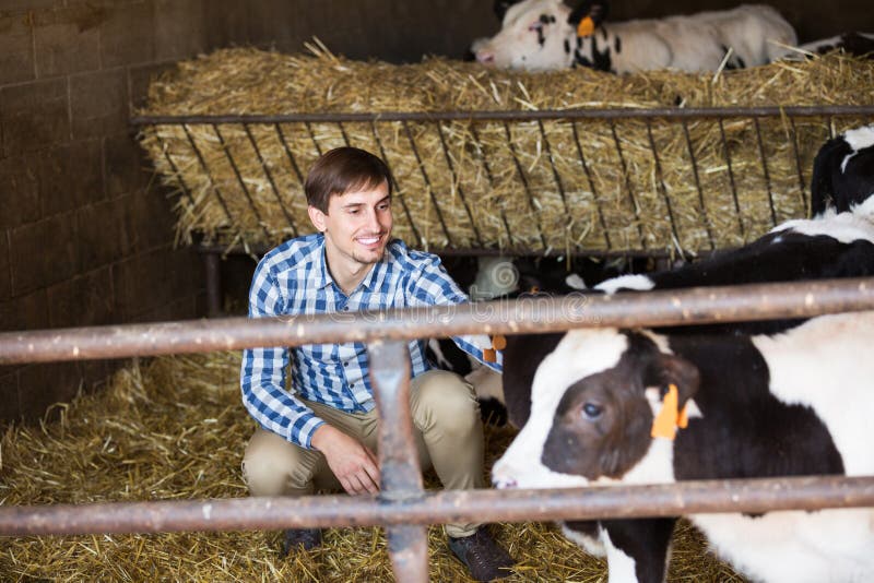 Man Touching Cows in Cowshed Stock Photo - Image of male, farmer: 72455624
