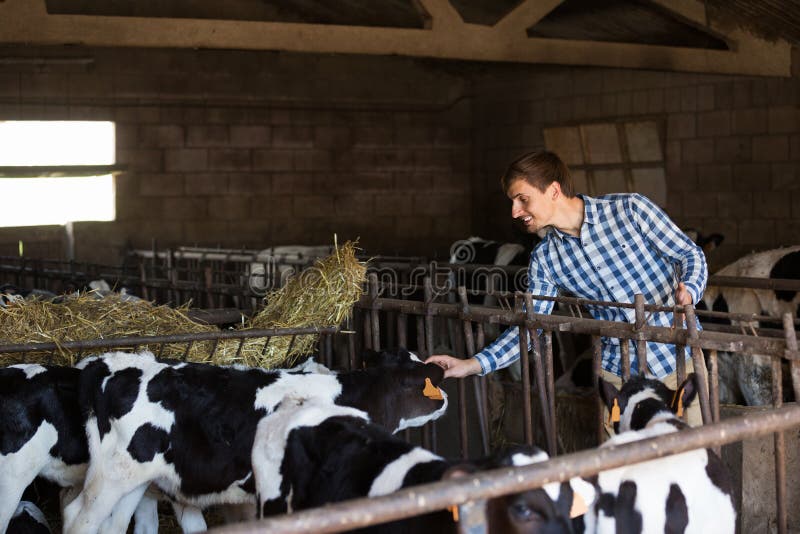 Man Touching Cows in Cowshed Stock Photo - Image of animals, livestock ...