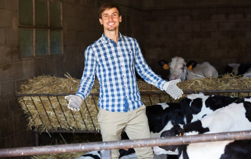 Man Touching Cows in Cowshed Stock Photo - Image of agriculture, adult ...