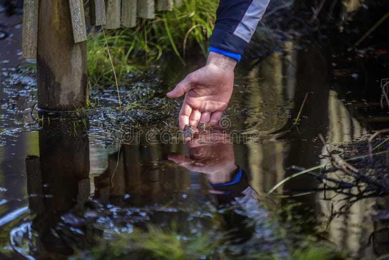Man touching a frog stock photo. Image of wild, frog - 53038586