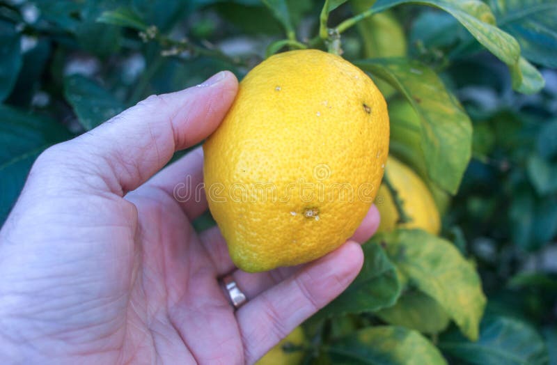 Man Touching a Lemon in a Tree Stock Photo - Image of harvesting, diet ...