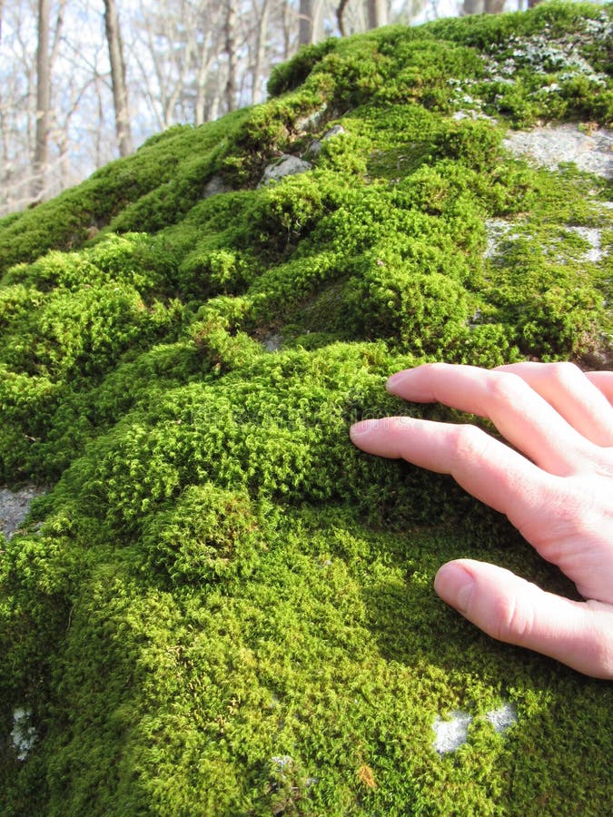 A Man Touching Moss in the Forest Stock Image - Image of feel ...