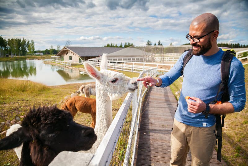 Man Touching the Nose of White Lama Stock Image - Image of alpaca ...