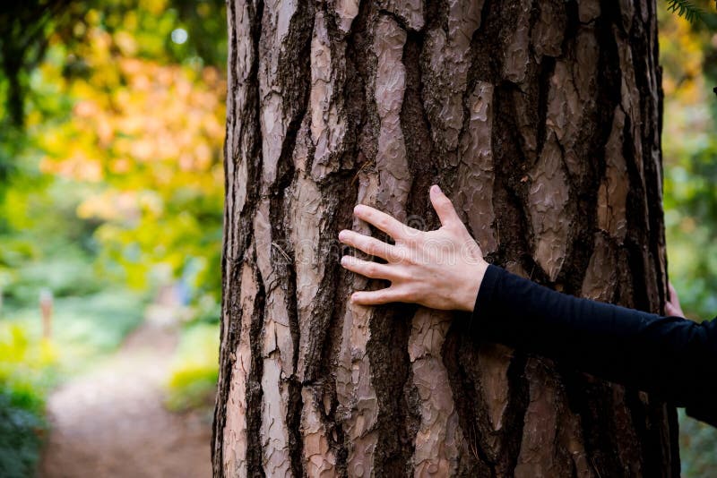 Man Touching Old Tree Trunk in Forest. Human Hand on the Bark of a Tree ...