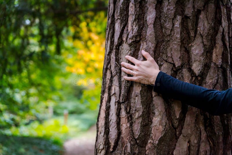 Man Touching Old Tree Trunk in Forest. Human Hand on the Bark of a Tree ...