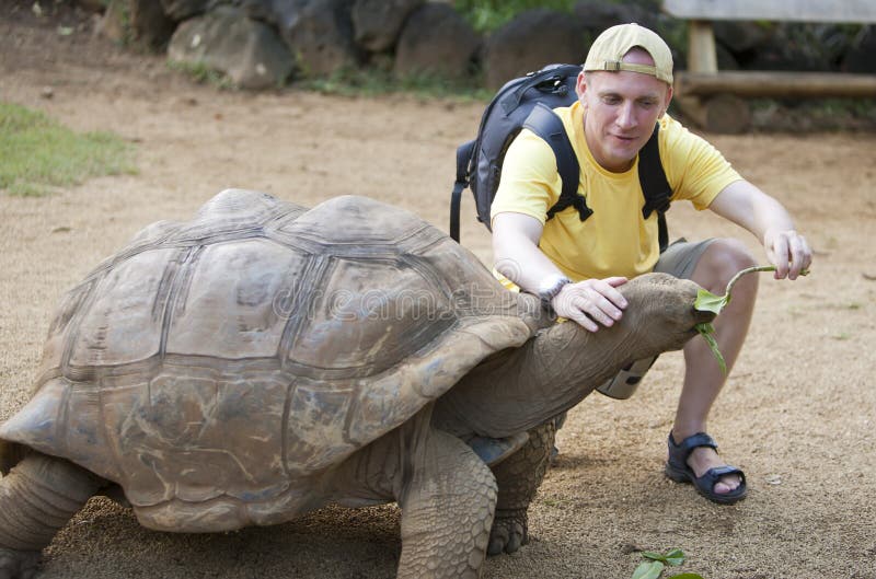Man the Tourist Feeds a Turtle Stock Image - Image of huge, seychelles ...