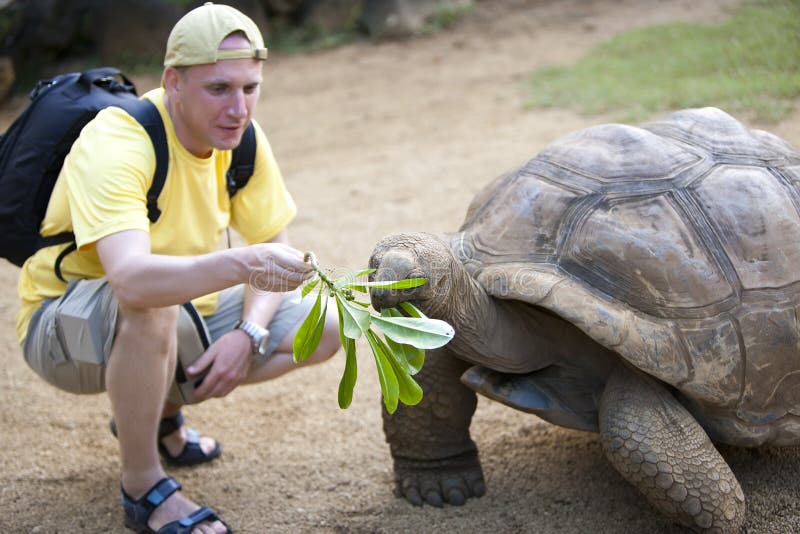 Man the Tourist Feeds a Turtle Stock Image - Image of huge, seychelles ...