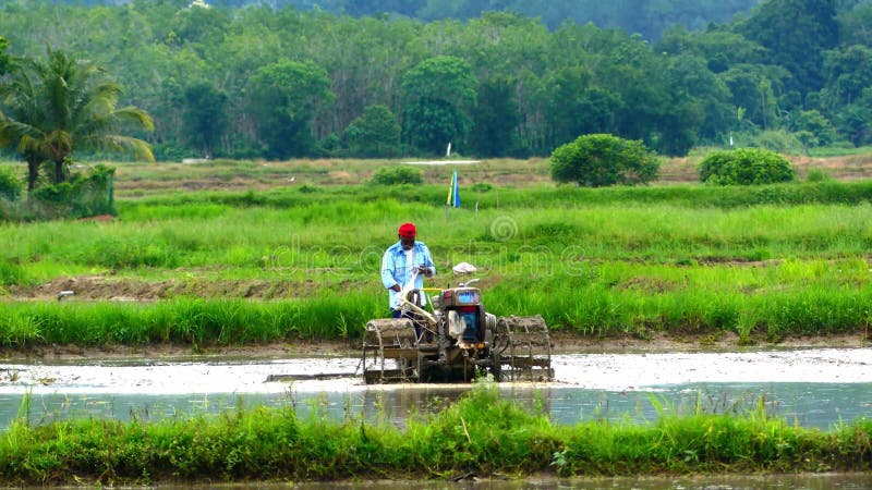 A Man on a Tractor Plowing Paddy Field for Cultivation Using a Small ...