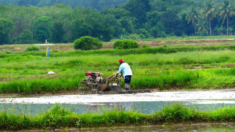 A Man on a Tractor Plowing Paddy Field for Cultivation Using a Small ...