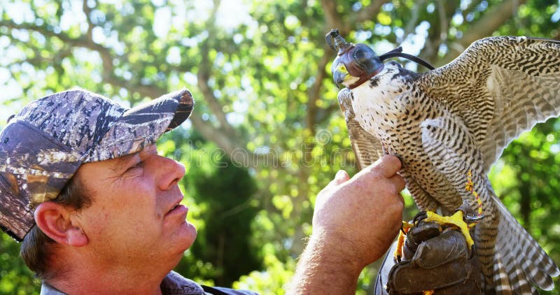 Man Training a Falcon Eagle Stock Footage - Video of falcon, feathers ...